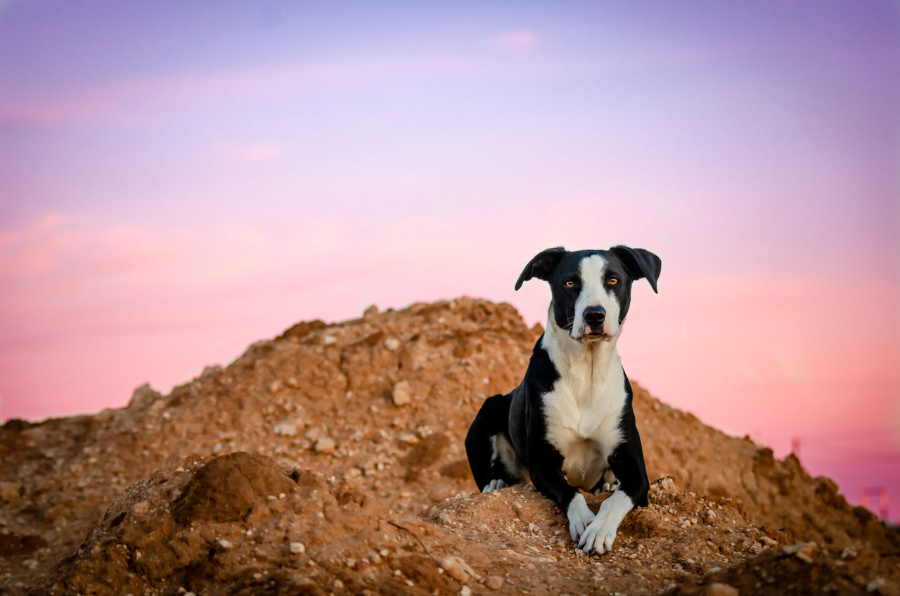 Urban Pet Market & Boutique