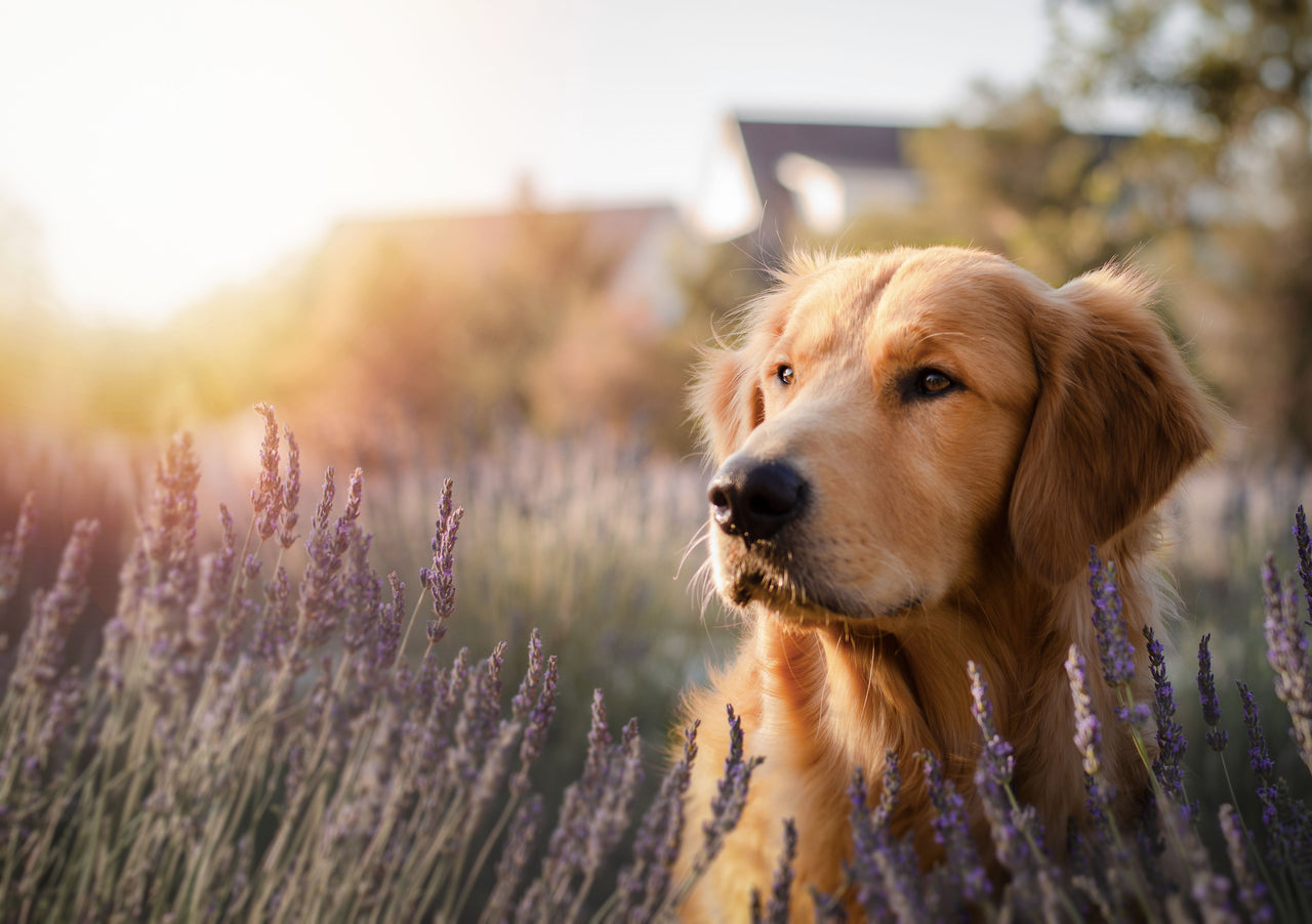 Urban Pet Market & Boutique